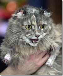 Treatment For Frostbite In Cats – Michael Broad